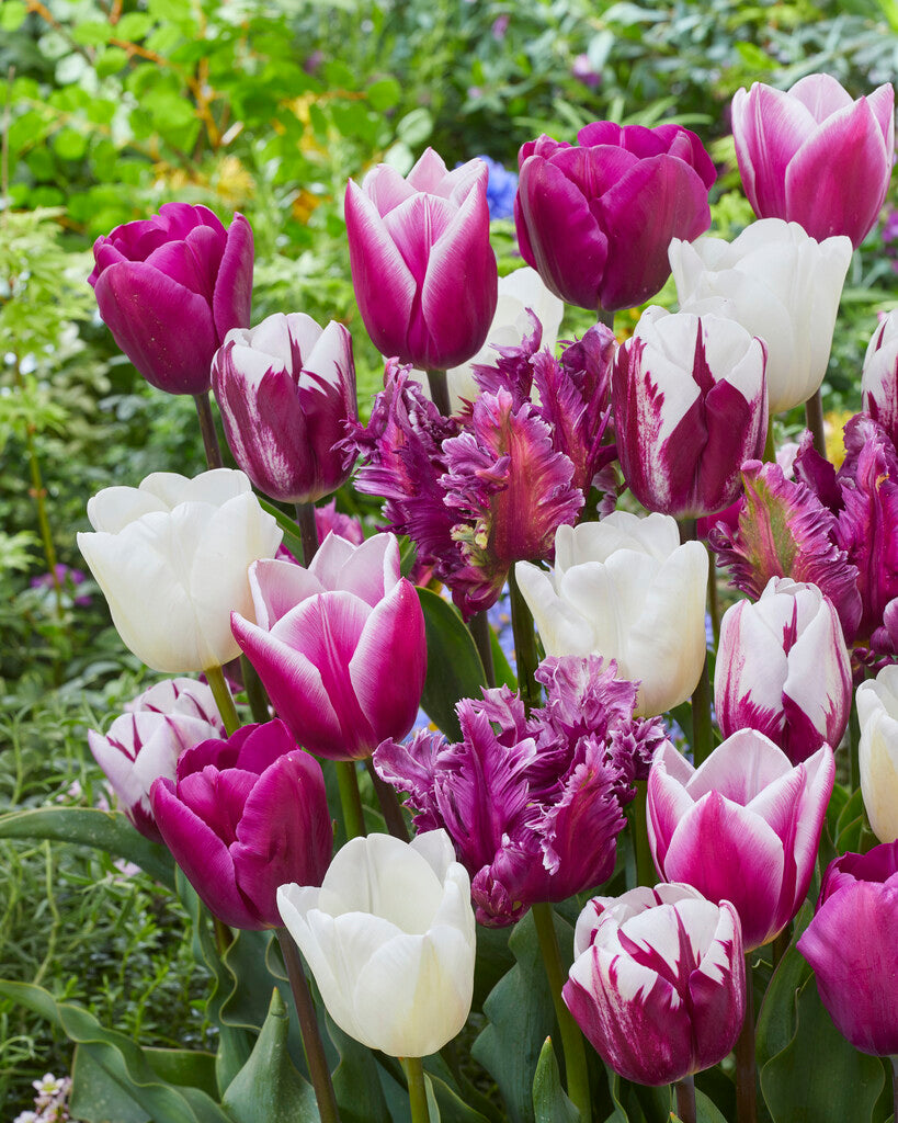 PRE-ORDER Tulip | Blue Ribbon - Triumph Mix – The Seed Company by E.W. Gaze