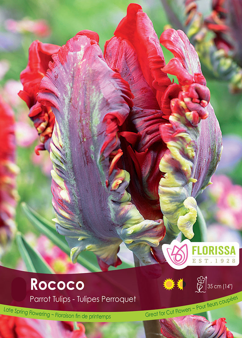 PRE-ORDER Tulip | Rococo - Parrot (Late) – The Seed Company by E.W. Gaze