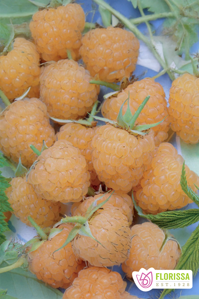 PRE-ORDER Raspberry | Honey Queen (Live Cane) – The Seed Company by E.W. Gaze