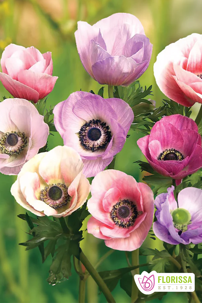 Anemone Bulbs – The Seed Company by E.W. Gaze