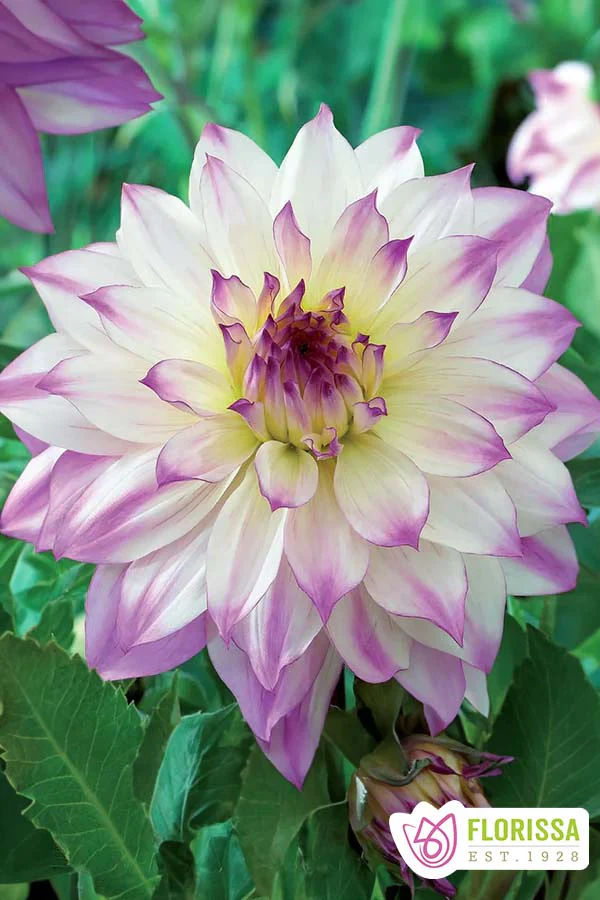 Dahlia Bulbs – The Seed Company by E.W. Gaze