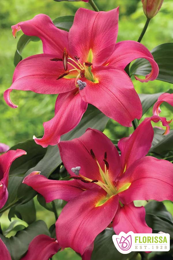 PRE-ORDER Lily | O/T - Touchstone – The Seed Company by E.W. Gaze