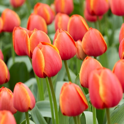 PRE-ORDER Tulip | Ad Rem - Darwin Hybrid – The Seed Company by E.W. Gaze