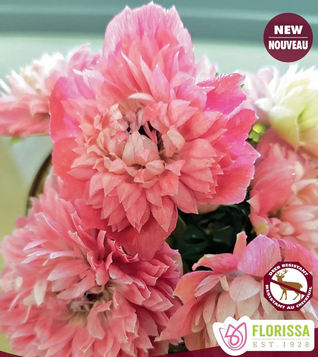 Anemone Fullstar Pink (12 Bulbs) – The Seed Company by E.W. Gaze