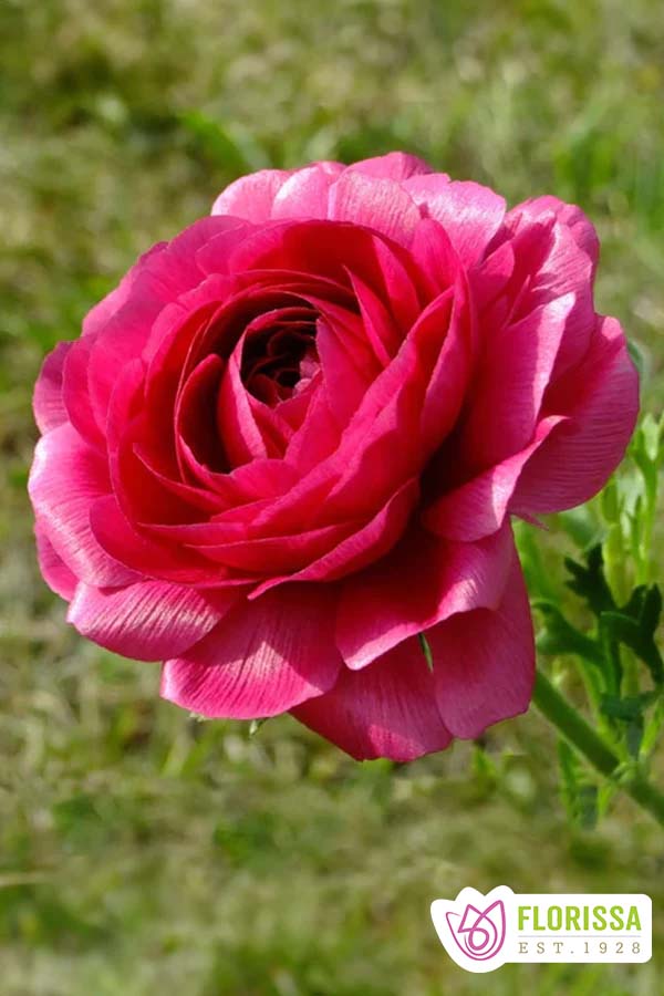 Renoncule Amandine Bonbon – The Seed Company by E.W. Gaze