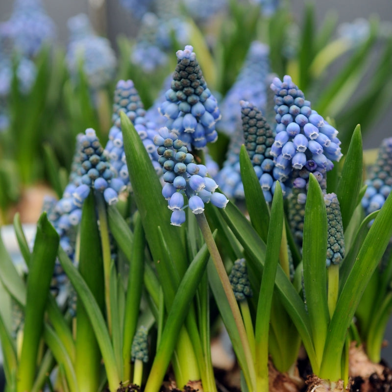 Muscari | Blue Magic (Mid) – The Seed Company by E.W. Gaze