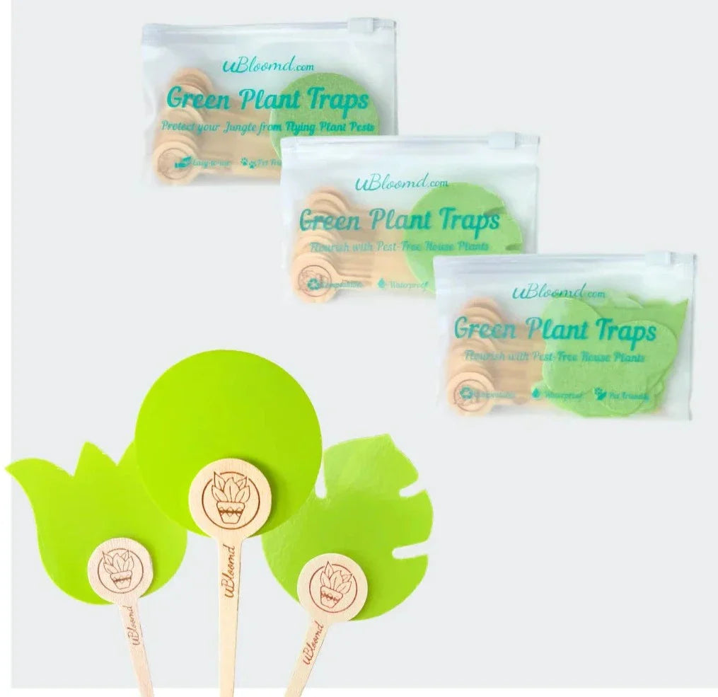 Ubloom - Green Plant Traps – The Seed Company by E.W. Gaze