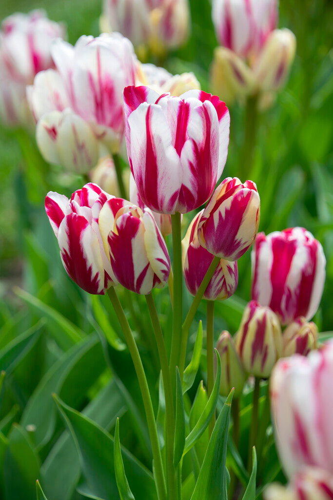 PRE-ORDER Tulip | Flaming Club - Bouquet (Late) – The Seed Company by E ...