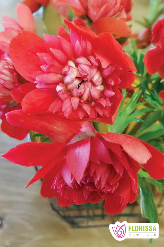 Anemone | Fullstar Red (12 Bulbs) – The Seed Company by E.W. Gaze