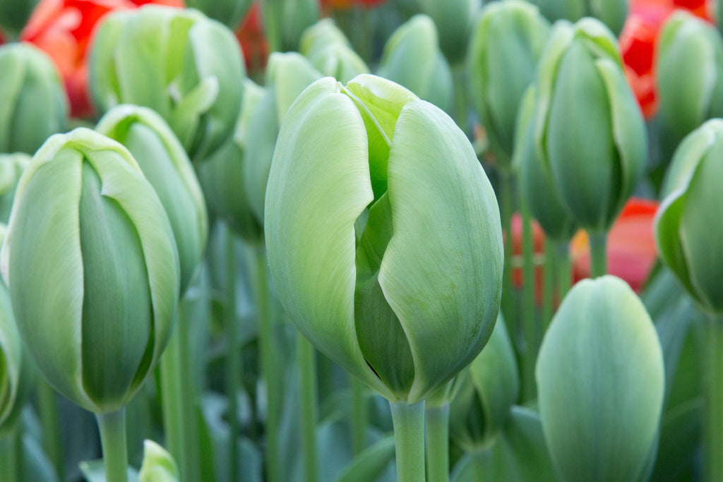 Tulip | Green Power (Late) – The Seed Company by E.W. Gaze
