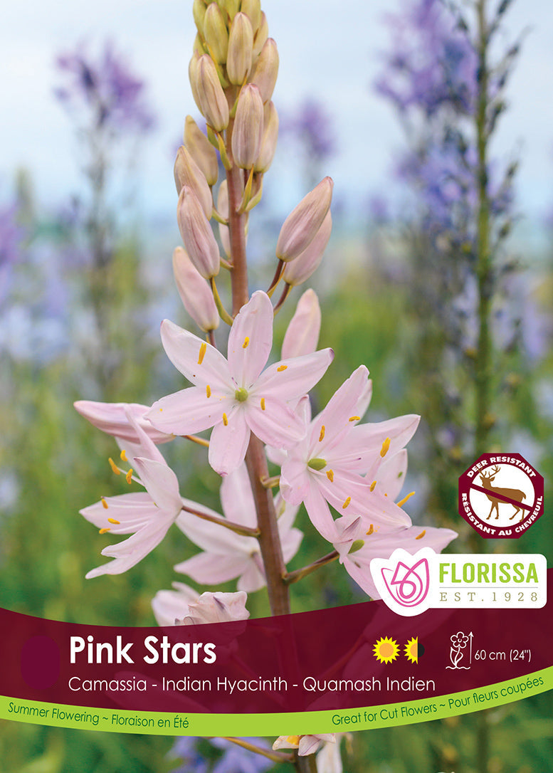 PRE-ORDER Wild Hyacinth | Pink Stars Camassia – The Seed Company by E.W ...