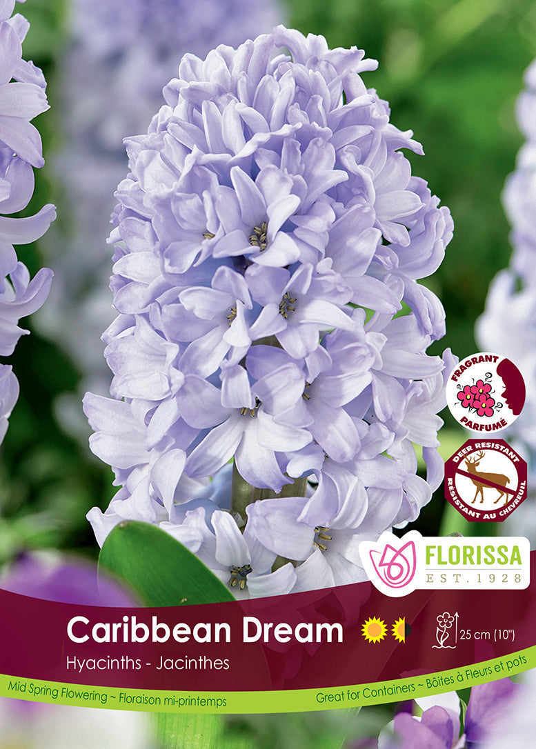 PRE-ORDER Hyacinth | Caribbean Dream (Mid) – The Seed Company by E.W. Gaze