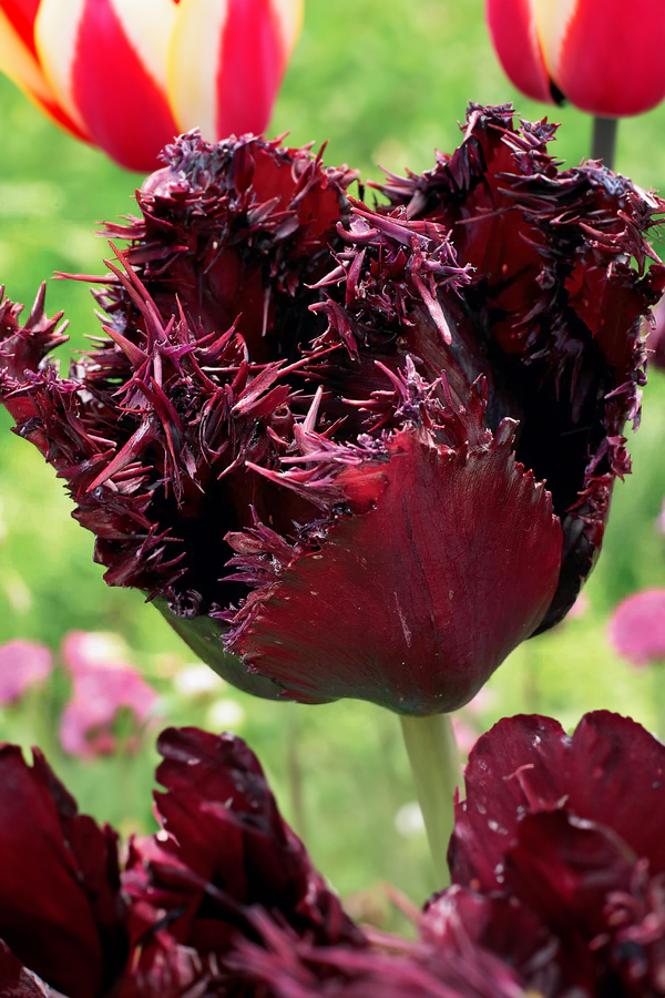 Tulip | Labrador - Fringed (Late) – The Seed Company by E.W. Gaze