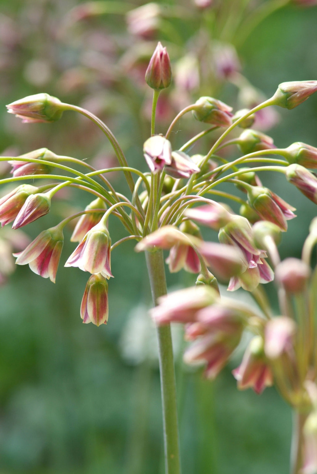 Allium | Nectaroscordum (Bulgaricum) (Late) – The Seed Company by E.W. Gaze