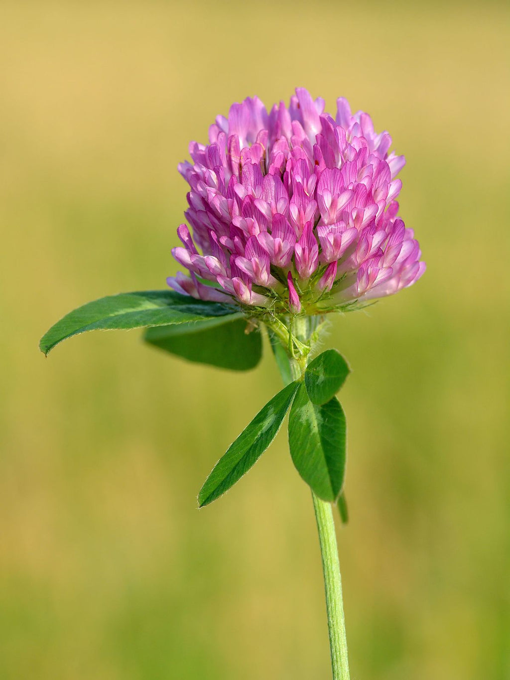 Red carpet clover 1lb – The Seed Company by E.W. Gaze