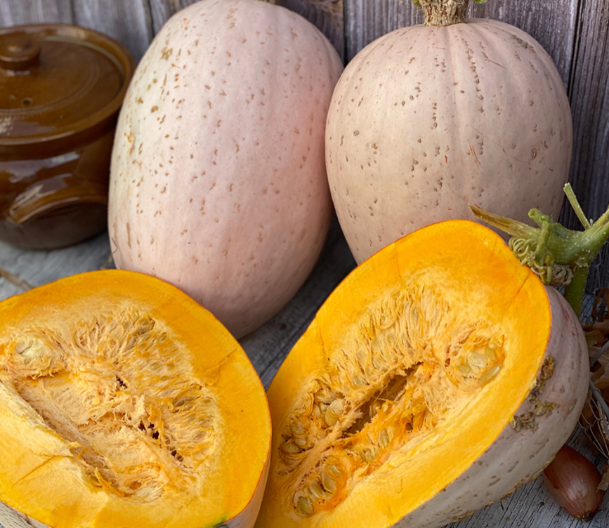 Suttons Seeds - Squash Jumbo Pink Banana (Winter) – The Seed Company by ...