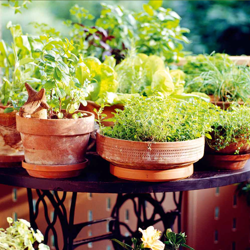 Suttons Seeds - Herb Collection – The Seed Company by E.W. Gaze