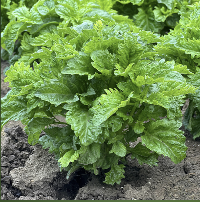 Suttons Seeds - Herbs Herb Basil Spicy Sabre – The Seed Company by E.W ...