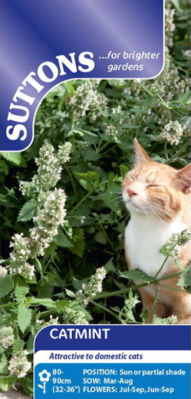 Suttons Seeds - Catmint – The Seed Company by E.W. Gaze