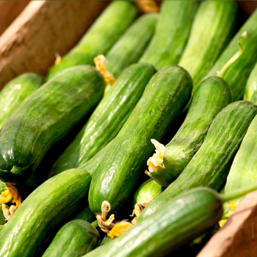 Suttons Seeds - Cucumber Mini Muncher F1 – The Seed Company by E.W. Gaze