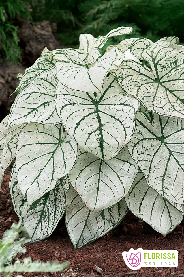 PRE-ORDER Caladium | Angel Wings Candidum – The Seed Company by E.W. Gaze