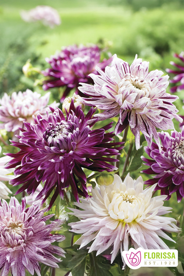 Dahlia Bulbs – The Seed Company by E.W. Gaze