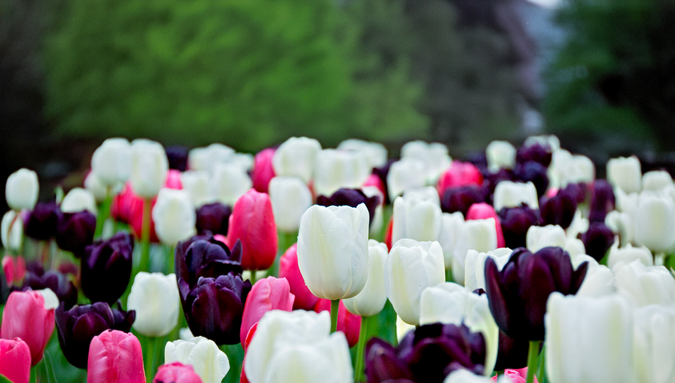 The Seed Company by E.W. Gaze: Vegetable, Flower Seeds, Soil, Supplies