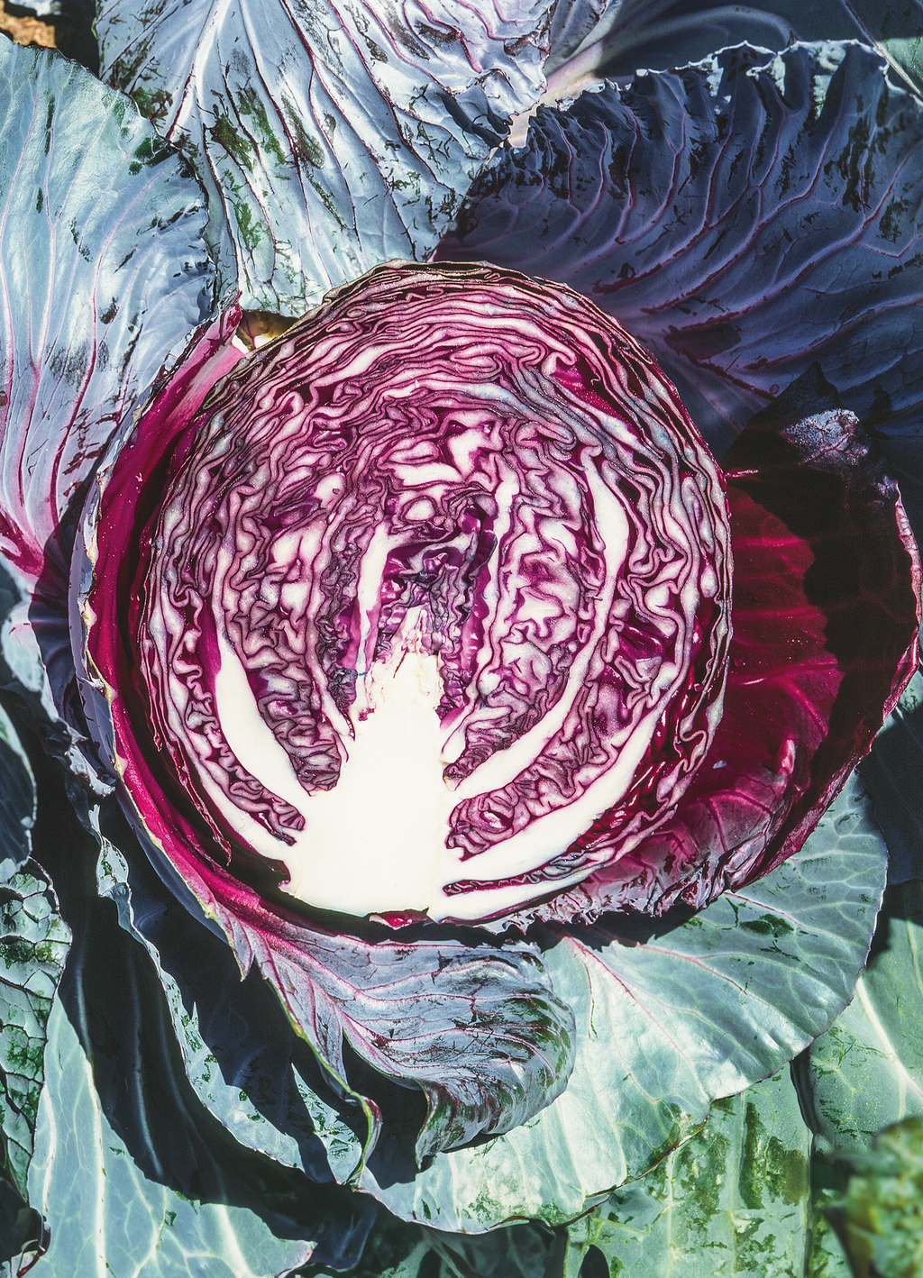 Cabbage | Red Express (Early) – The Seed Company by E.W. Gaze