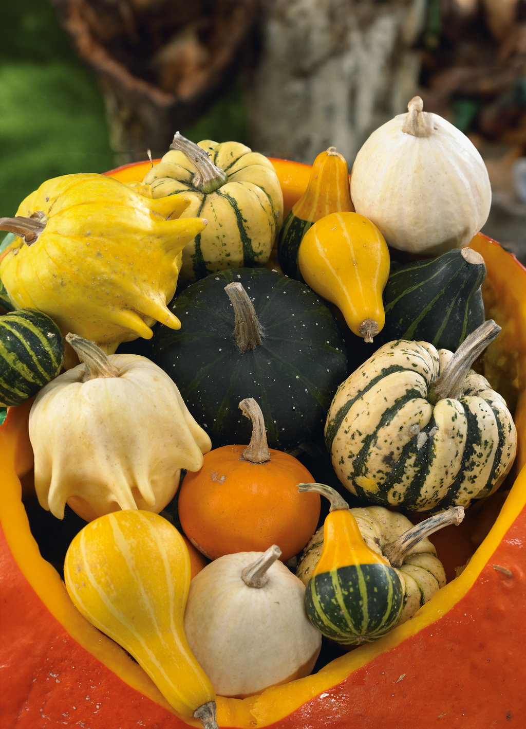 Gourd | Ornamental – The Seed Company by E.W. Gaze