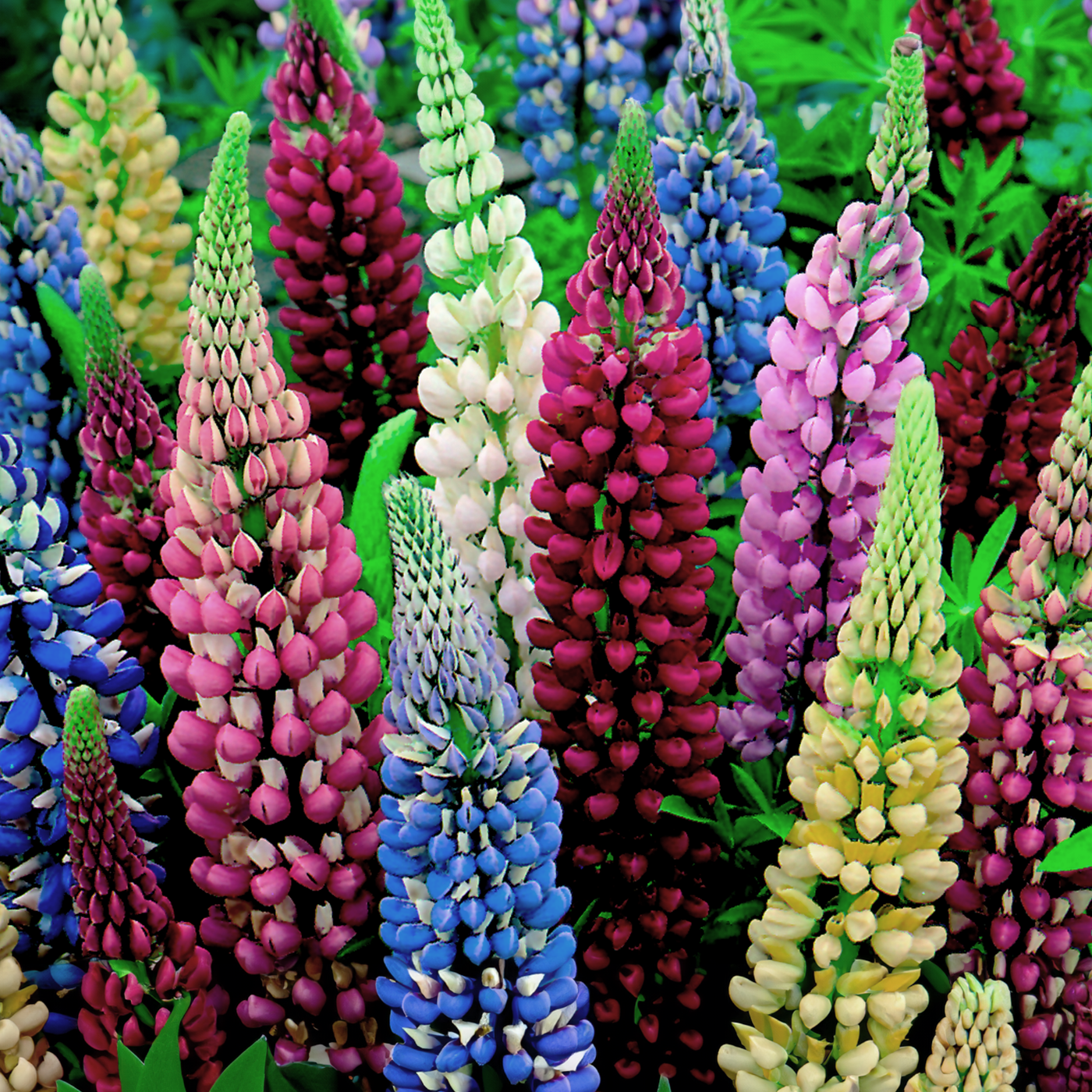 Flower Seeds – The Seed Company by E.W. Gaze