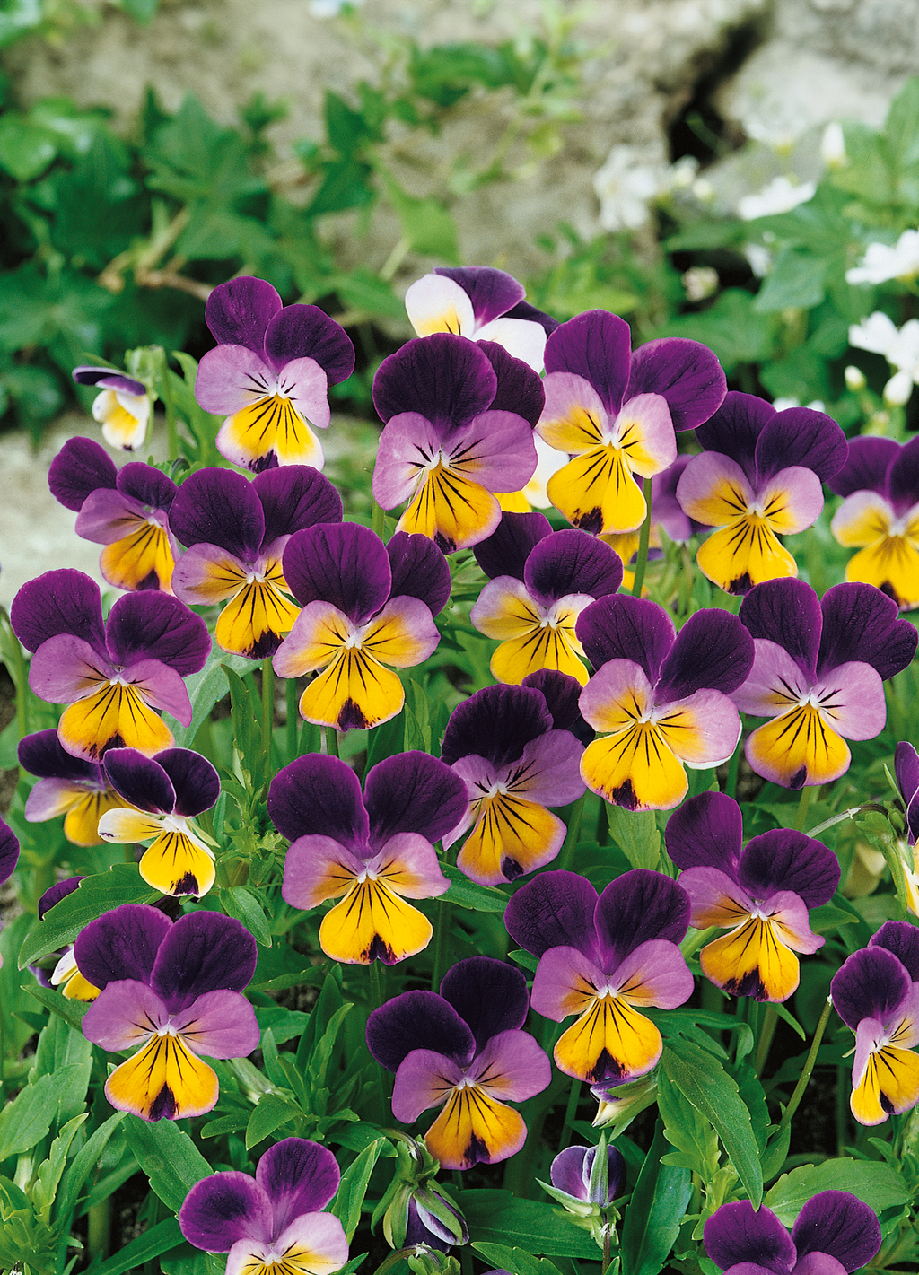 Viola | Johnny Jump Up – The Seed Company by E.W. Gaze
