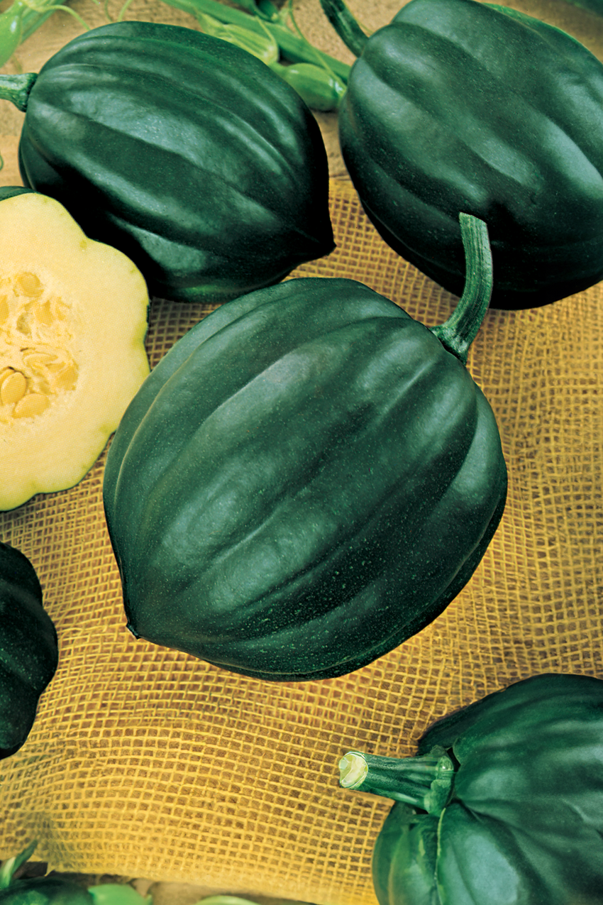 Corn – The Seed Company by E.W. Gaze