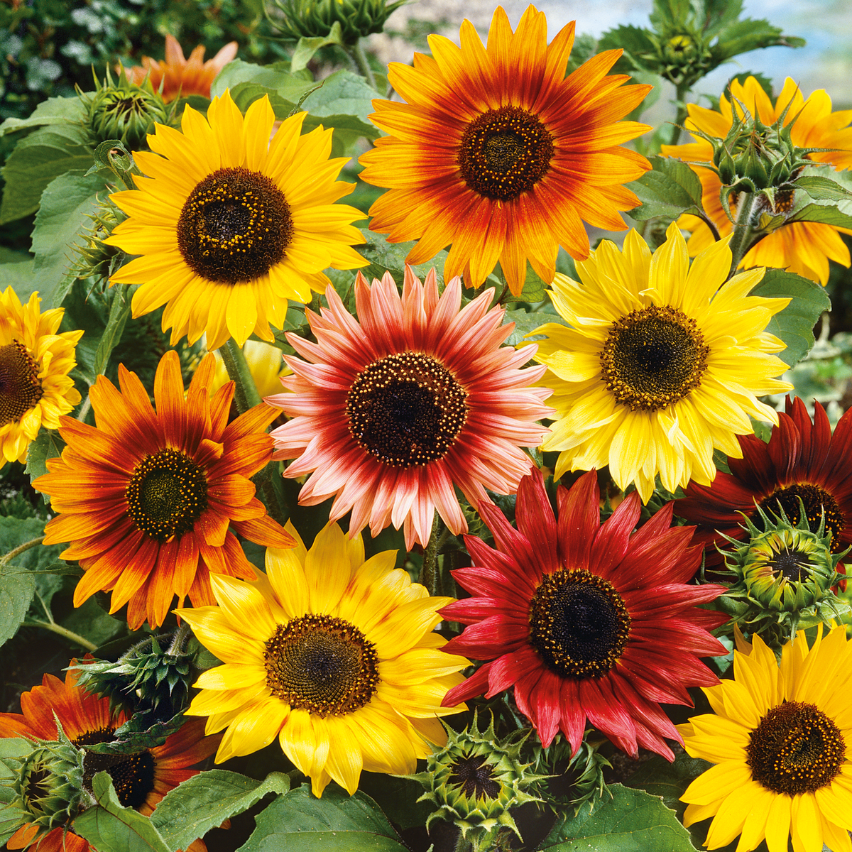 Flower Seeds – The Seed Company by E.W. Gaze