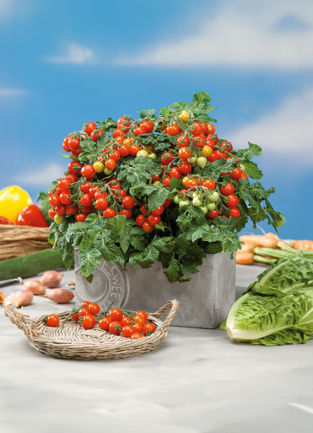 Tomato | Little Bing (Bush) – The Seed Company by E.W. Gaze