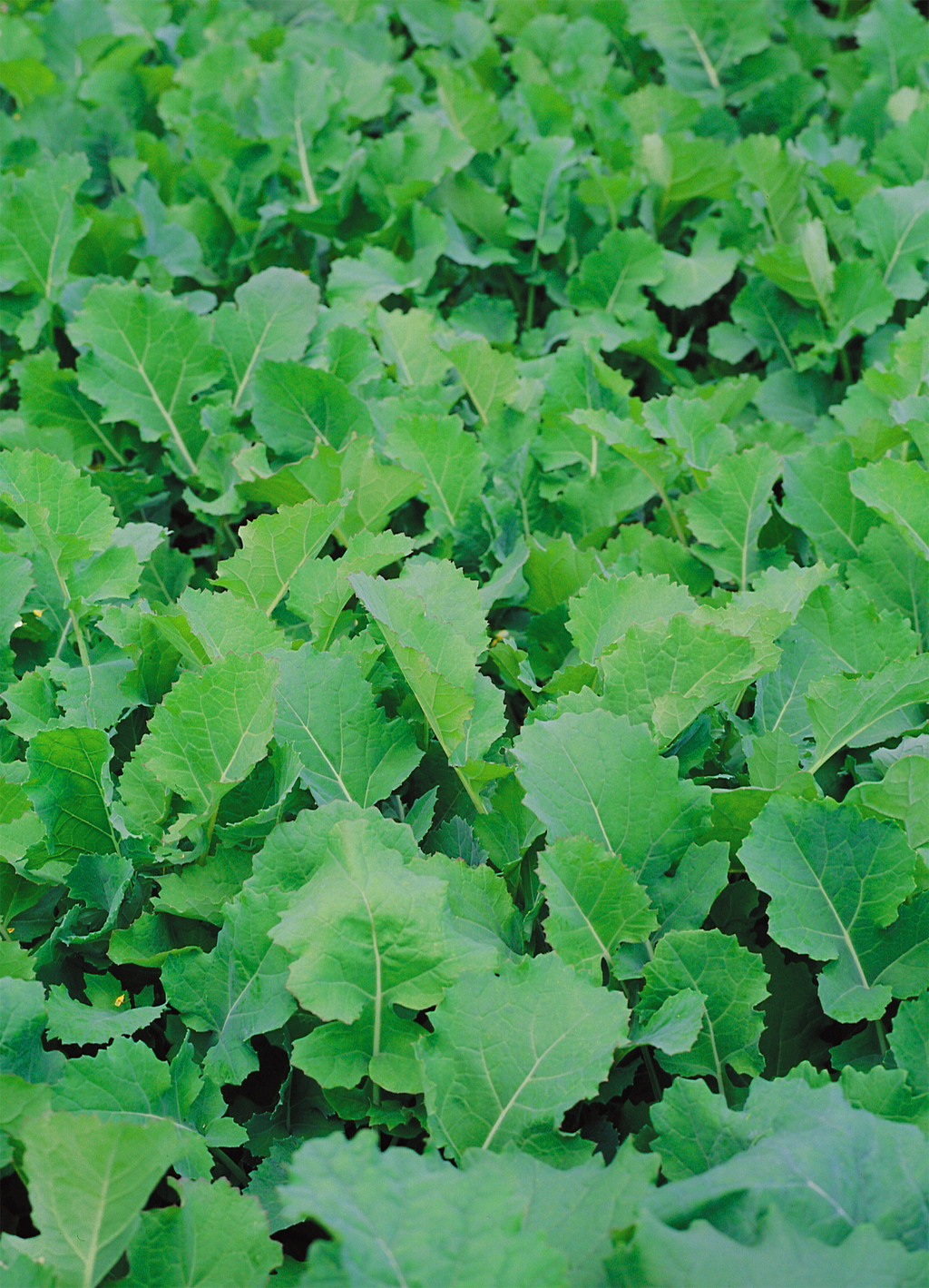 Turnip Greens | Dwarf Essex Rape 50LB – The Seed Company by E.W. Gaze