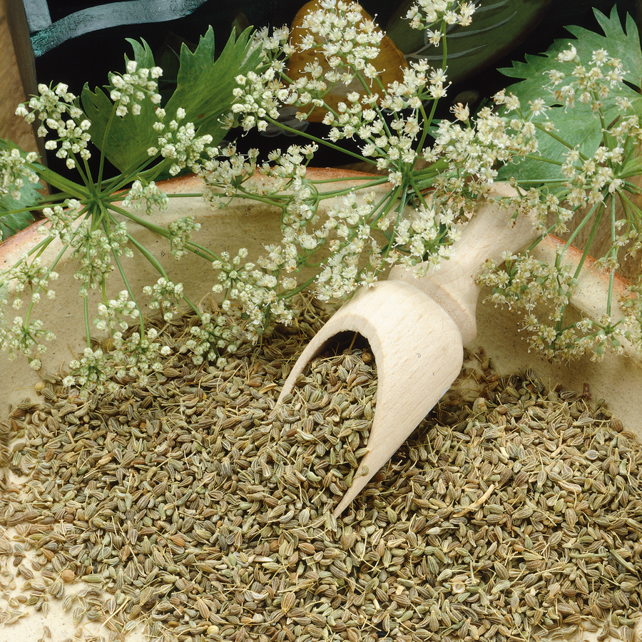 All Seeds – The Seed Company by E.W. Gaze