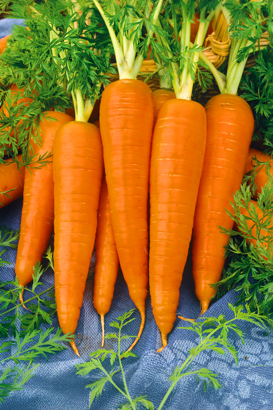 Carrots – The Seed Company by E.W. Gaze