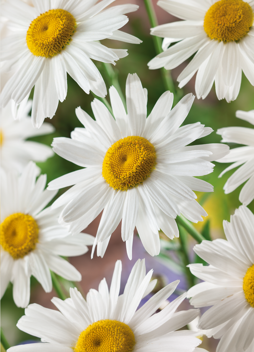 Shasta Daisy | Alaska White – The Seed Company by E.W. Gaze