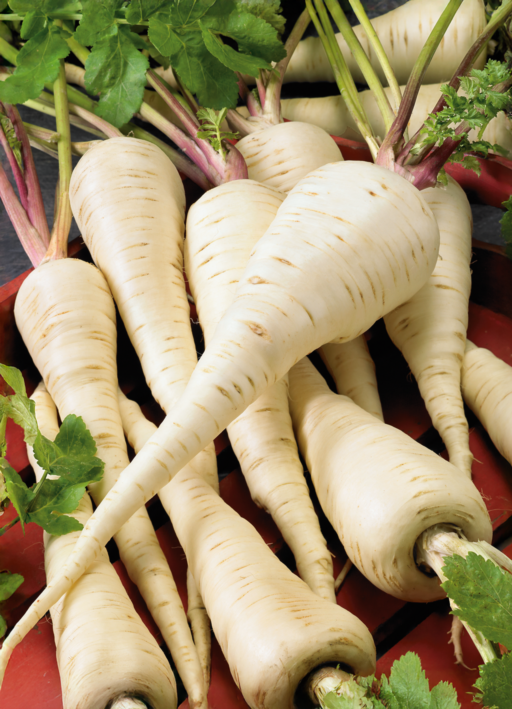 Parsnip | Albion Pelleted – The Seed Company by E.W. Gaze