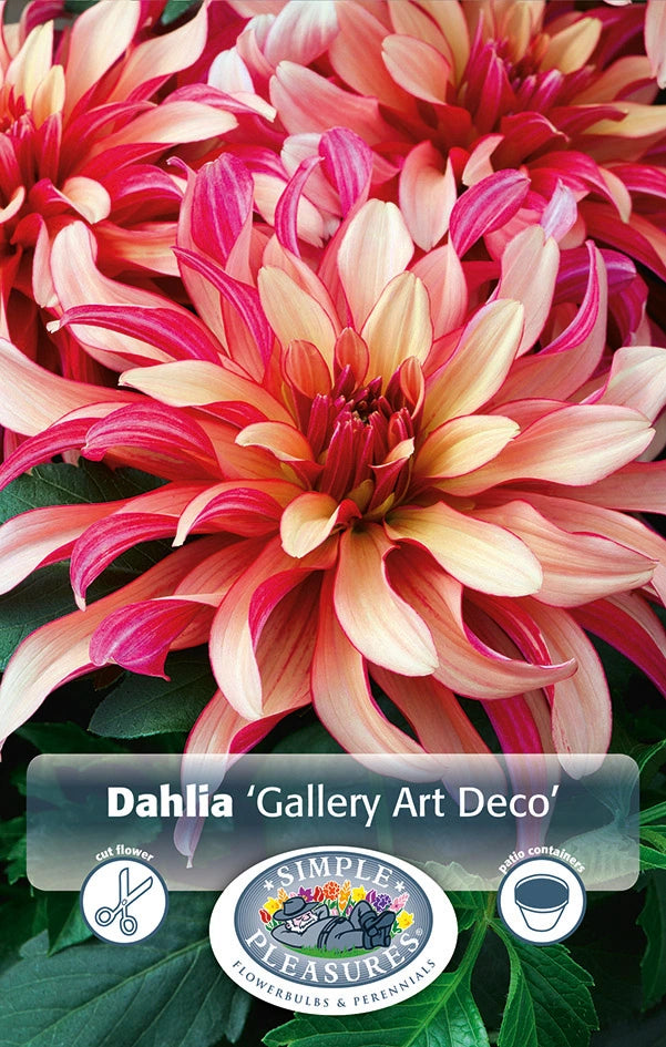 Dahlia Decorative - Blue Blend (1 Bulb) – The Seed Company by E.W. Gaze