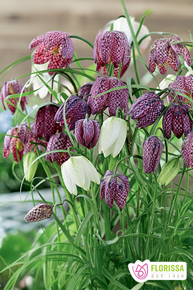 Fritillaria | Meleagris Mixture (Mid) – The Seed Company by E.W. Gaze