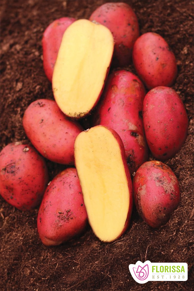 PRE-ORDER Seed Potatoes | Prince of Orange 500g – The Seed Company by E ...