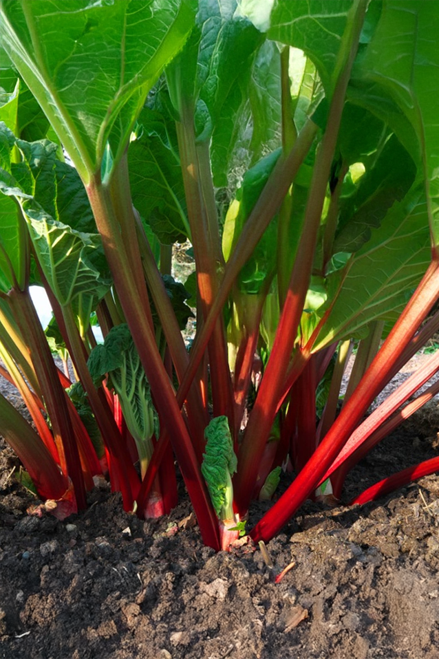 PRE-ORDER Rhubarb | Crimson Cherry (Bare Root) – The Seed Company by E ...