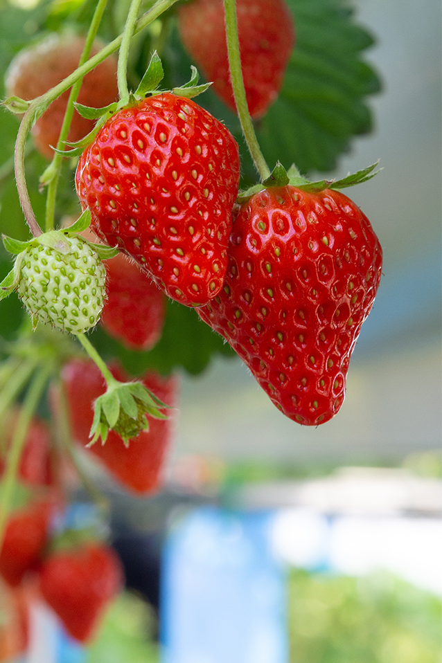 Strawberry | Seascape Everbearing (25 Bare Roots) – The Seed Company by ...