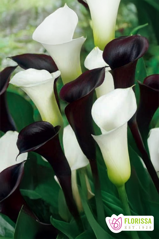 PRE-ORDER Calla Lily Combo Pack | Tuxedo Time – The Seed Company by E.W ...