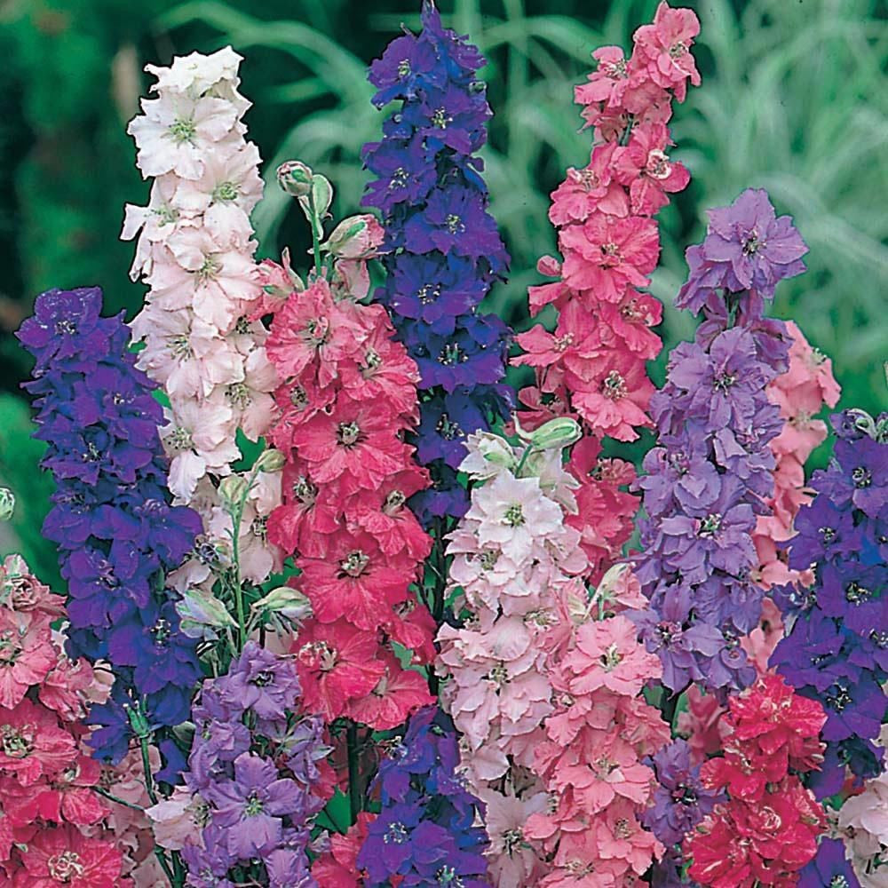 Larkspur | Imperial Mix – The Seed Company by E.W. Gaze