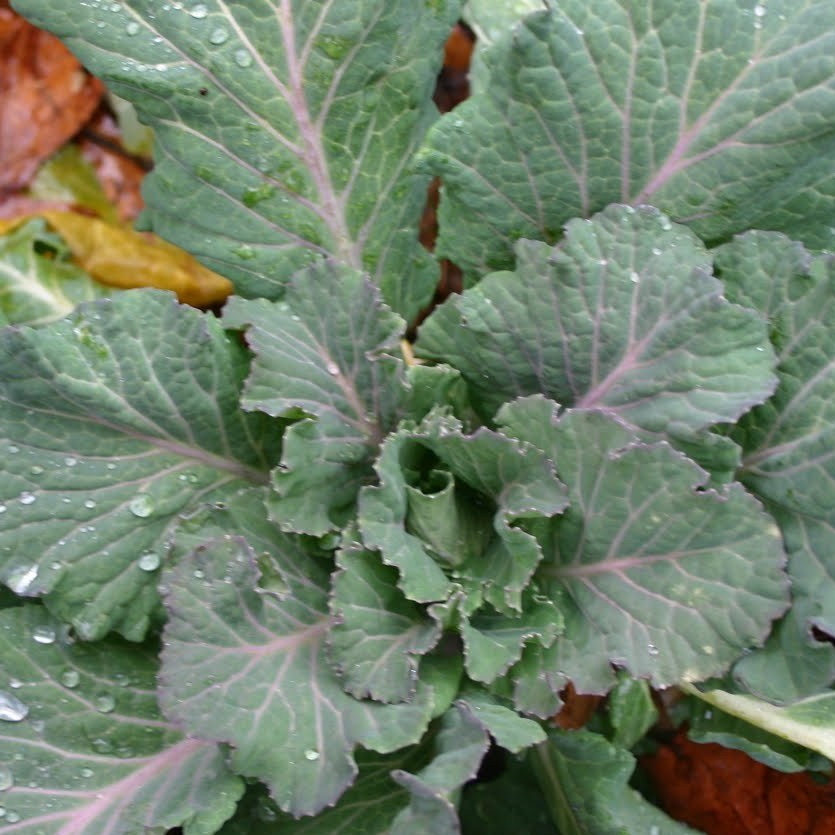 Collards | Vates – The Seed Company by E.W. Gaze