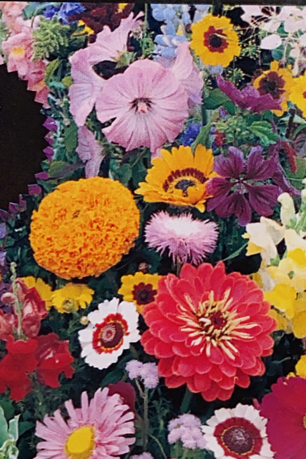 Flower Seeds – The Seed Company by E.W. Gaze