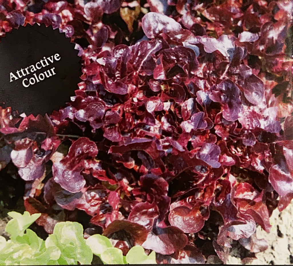 Lettuce | Baby Red Leaf – The Seed Company by E.W. Gaze