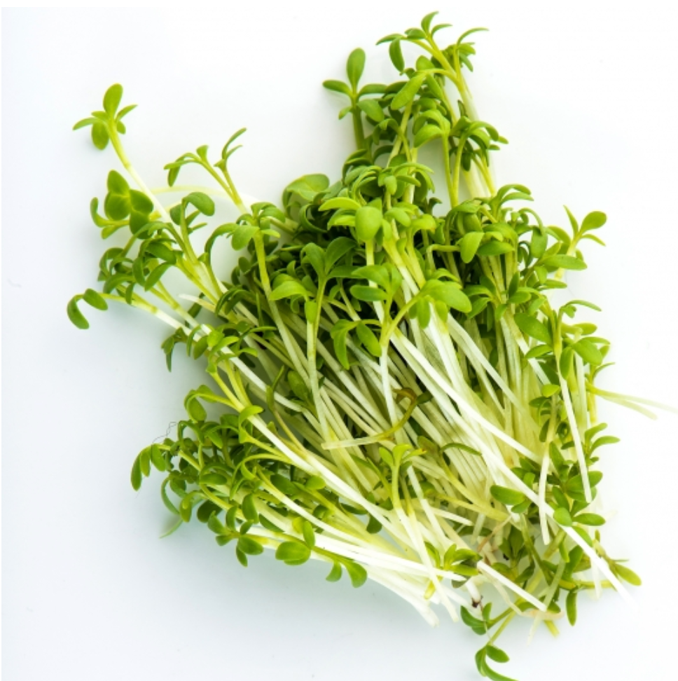 Curly Cress Sprouting Seeds – The Seed Company by E.W. Gaze